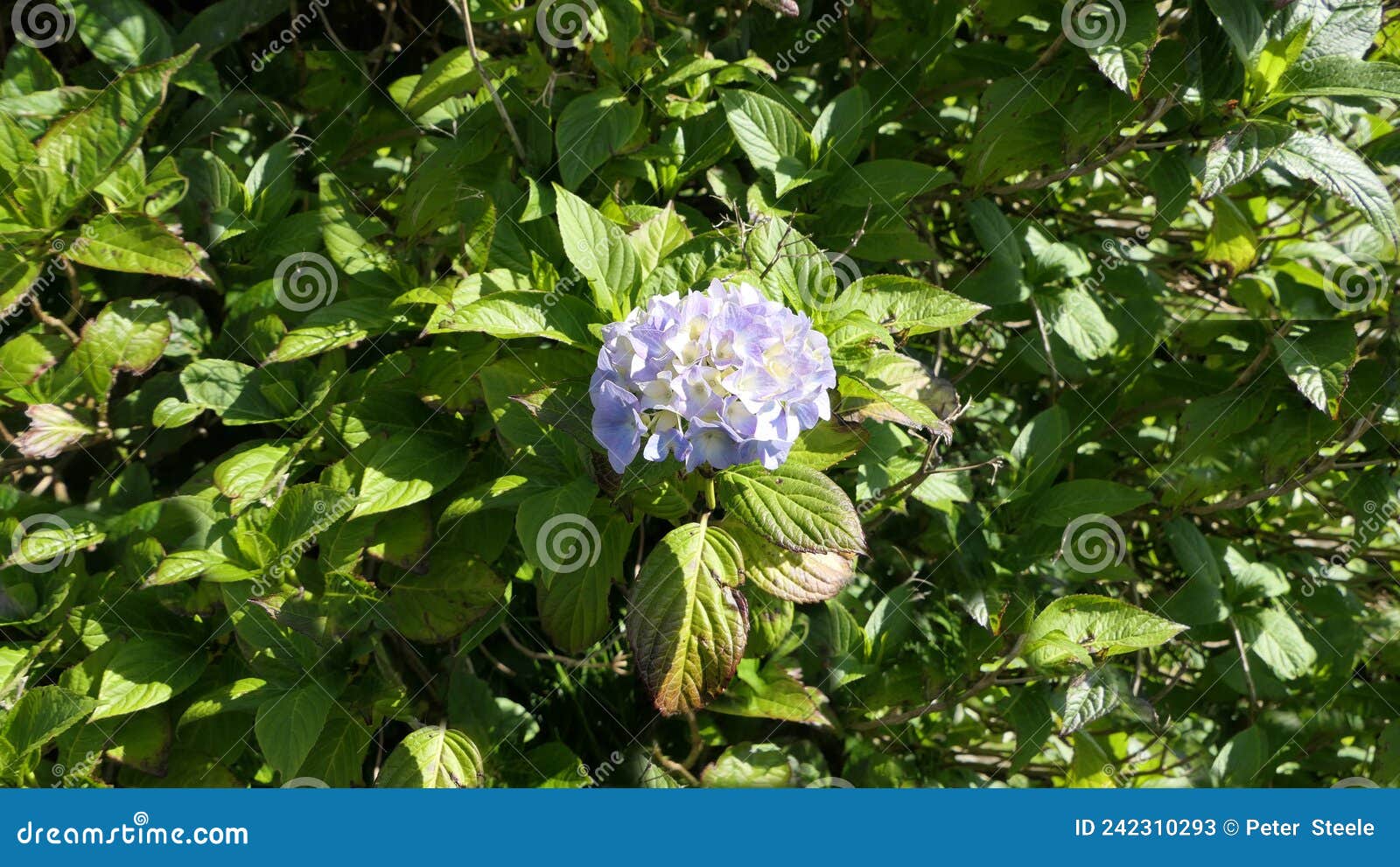 Single Beautiful Hydrangea Flower on a Bush in a Garden in the UK Stock ...