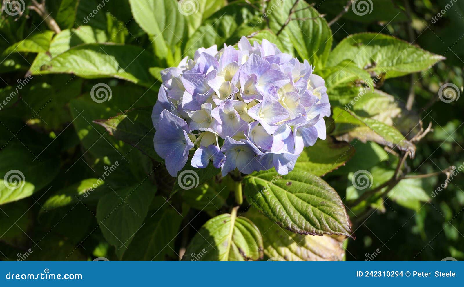Single Beautiful Hydrangea Flower on a Bush in a Garden in the UK Stock ...