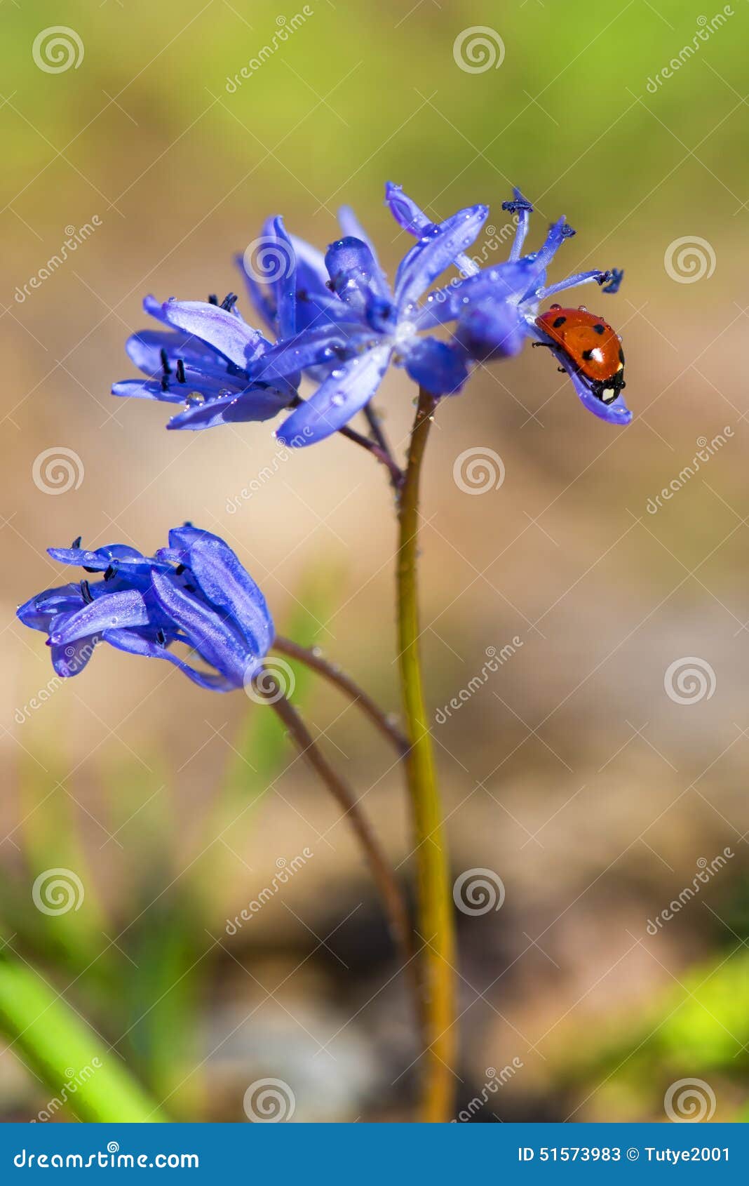 Single Beautiful Ladybug on Violet Bellflowers in Spring Stock Image ...