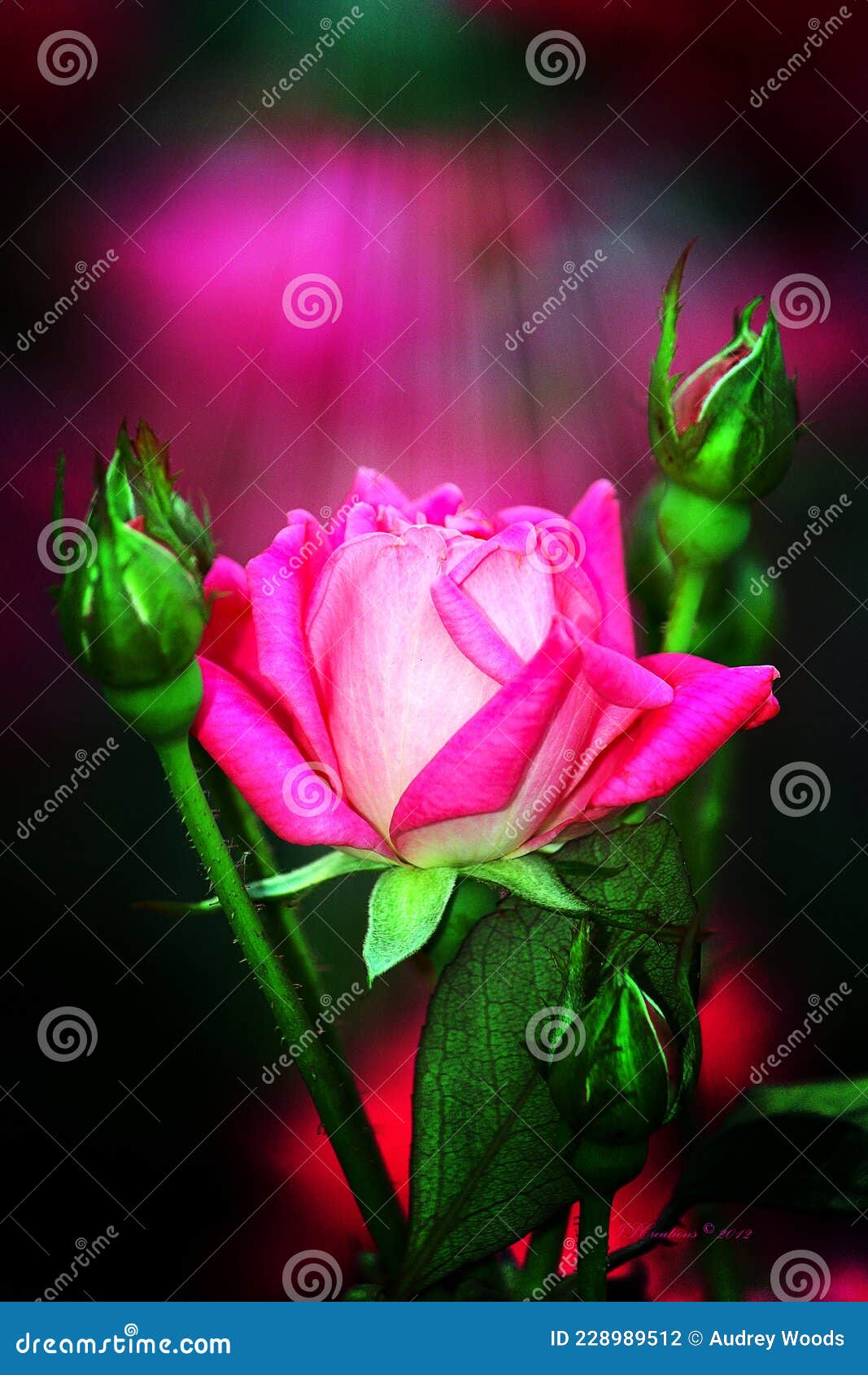 Single Beautiful Pink Rose Open To Light Stock Photo - Image of garden ...