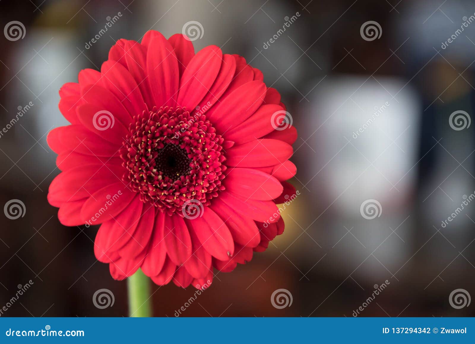 Single Beautiful Red Gerbera Stock Photo - Image of color, detail ...