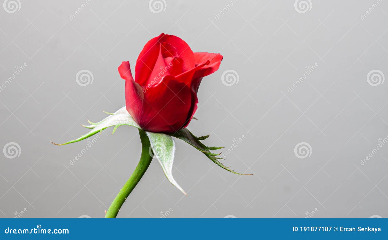 Single Beautiful Red Rose Isolated on Dark Background Stock Image ...