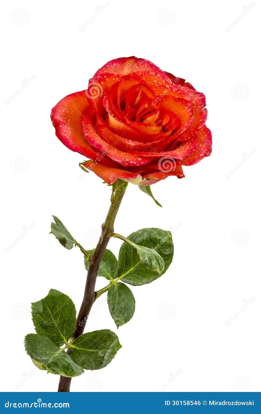 Beautiful Single Red Rose Flowers & Planets: Single Red Rose Flower