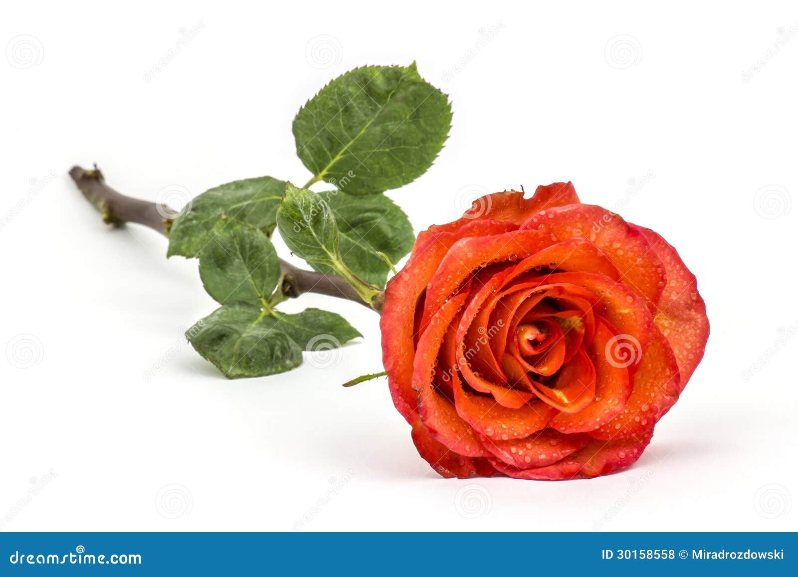 Single Beautiful Red Rose Isolated On White Background Royalty-Free ...