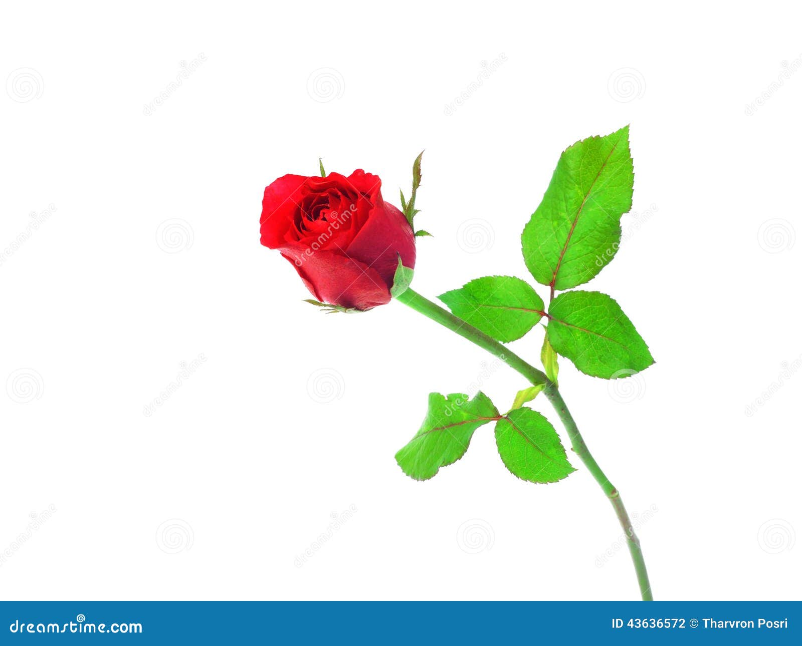 Single Beautiful Red Rose Isolated on White Background Stock Photo ...