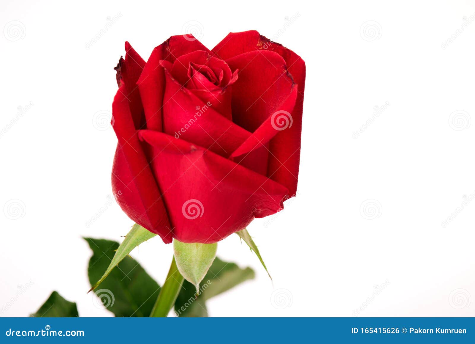 Single Beautiful Red Rose on White Stock Photo - Image of isolated ...
