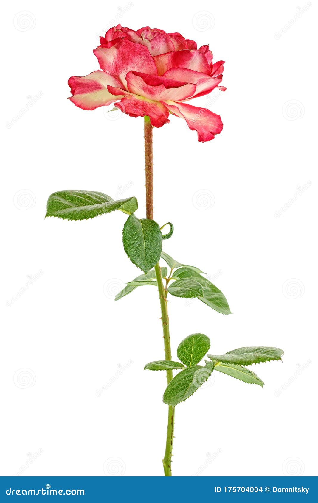 Single Beautiful Rose Isolated on White Background Stock Photo - Image ...
