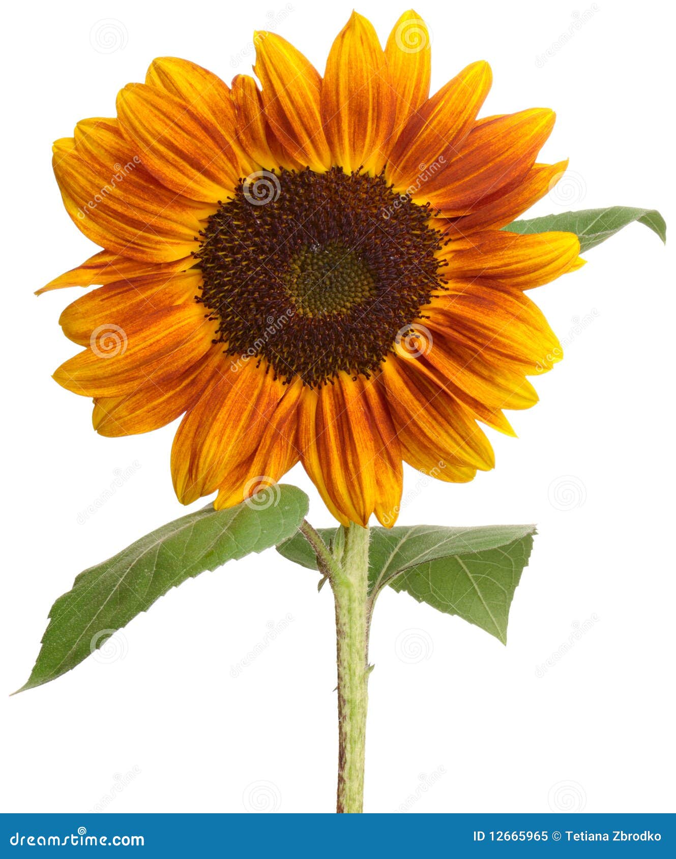 Single Beautiful Sunflower Royalty Free Stock Photo - Image: 12665965