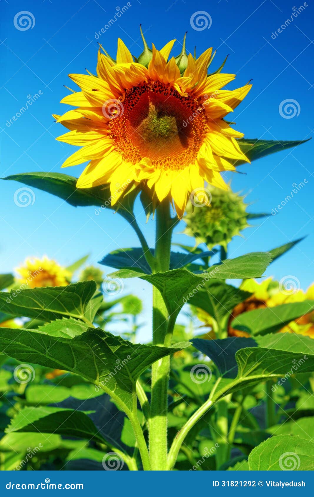 Single Beautiful Sunflower in the Summer Field Stock Photo - Image of ...