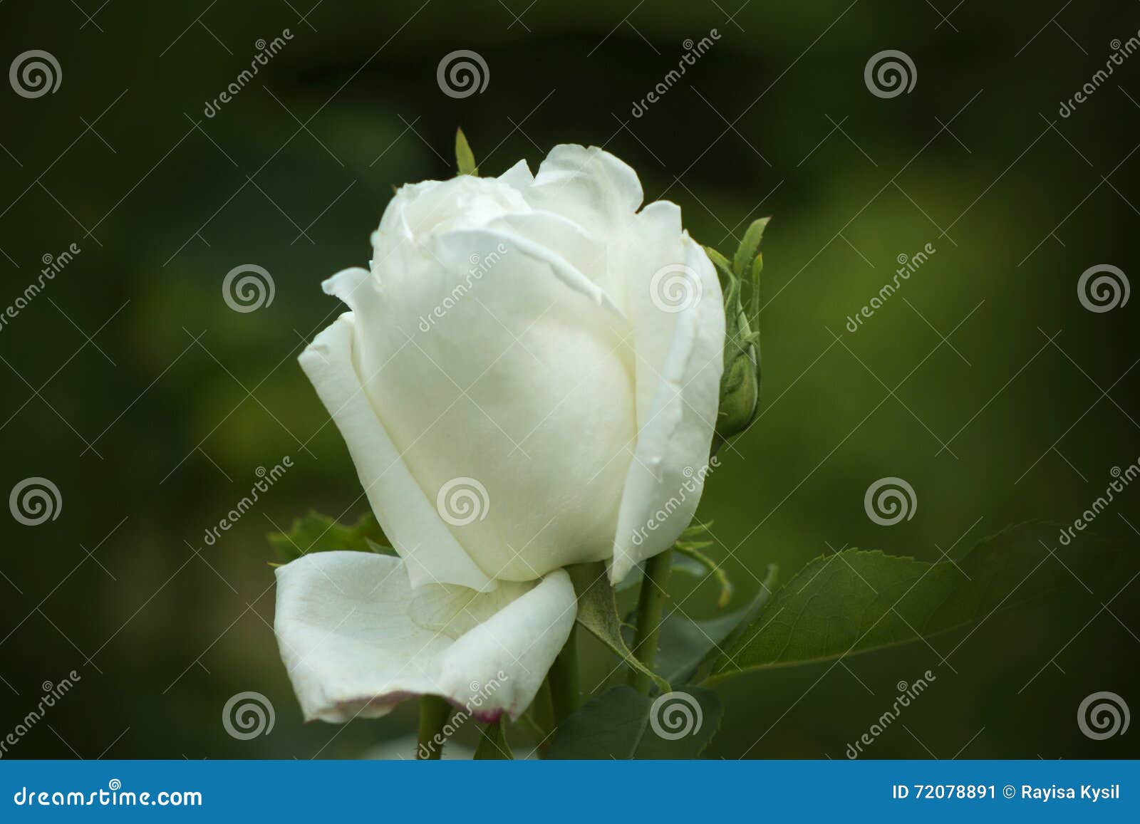 Single Beautiful White Rose Stock Image - Image of card, bloom: 72078891