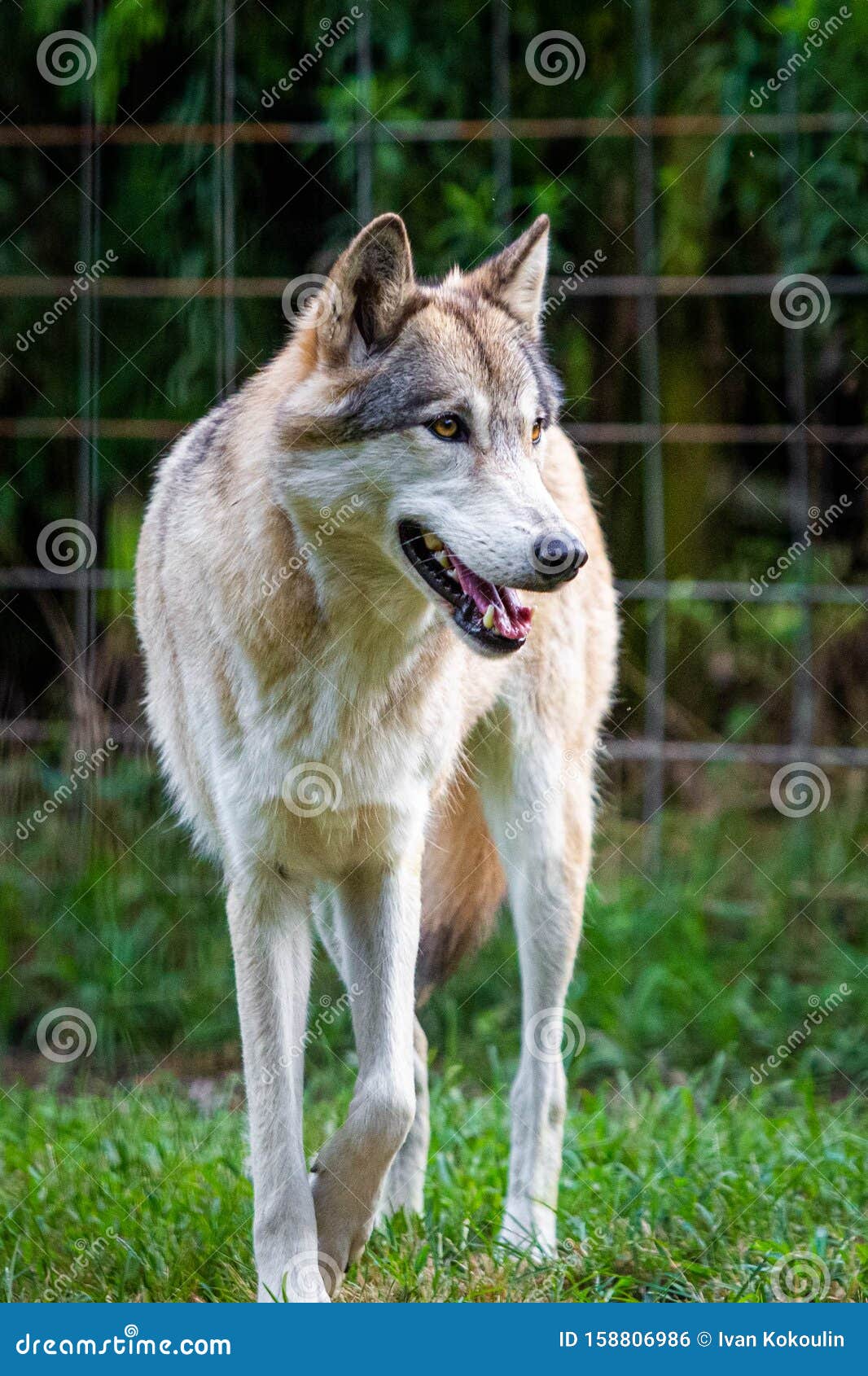Single Beautiful Wild Wolf Outdoors at Summer Day Stock Photo - Image ...