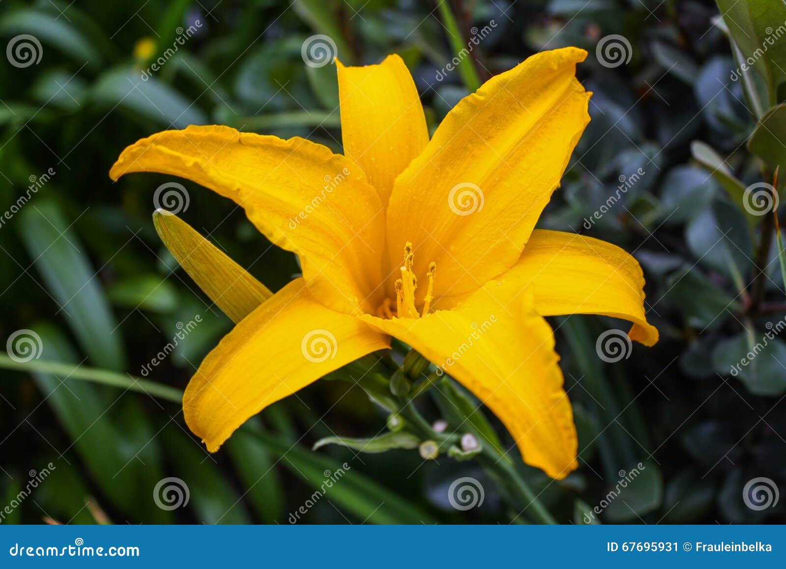 Single Beautiful Yellow Lily Flower Stock Image - Image of garden ...