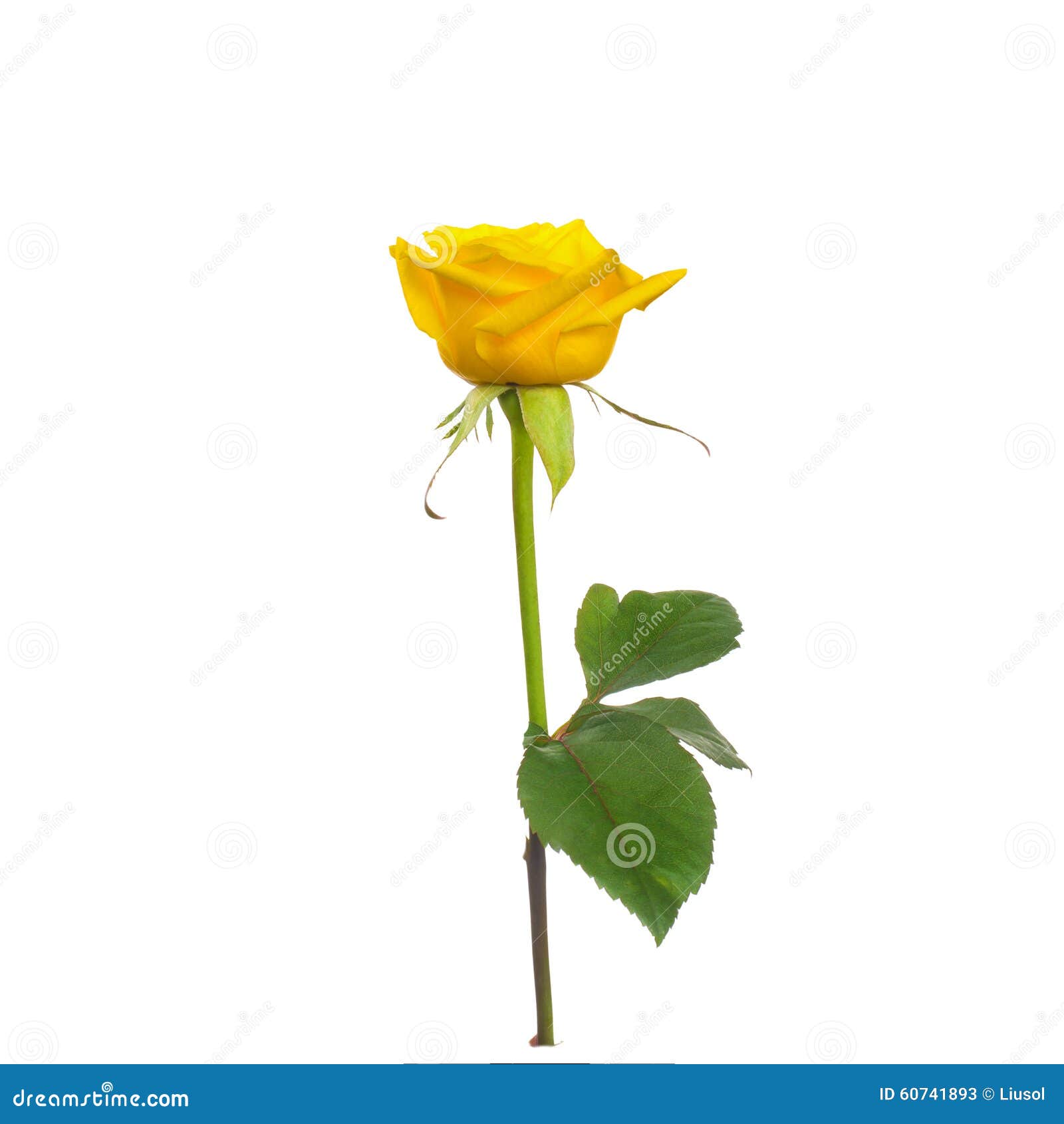 Single Beautiful Yellow Rose Stock Image - Image of rose, leaves: 60741893