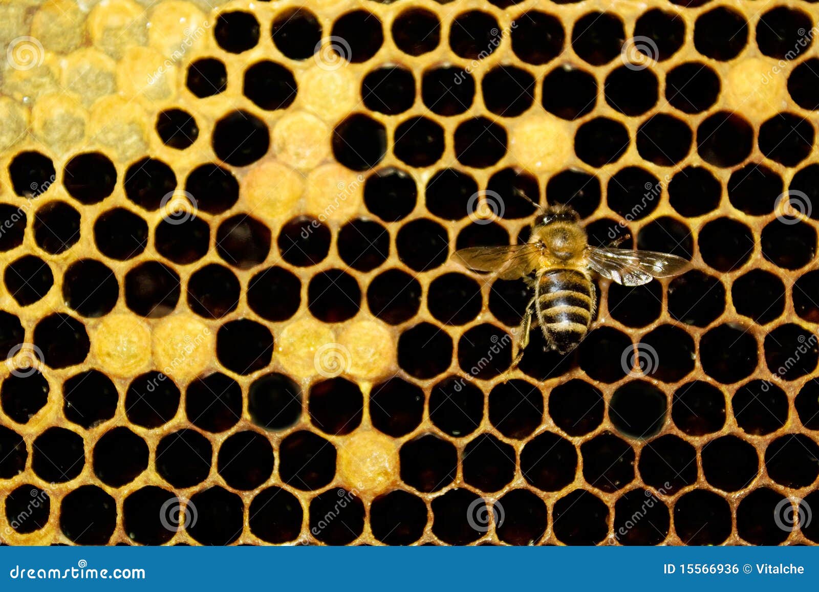 Single bee stock photo. Image of honeycomb, animals, effort - 15566936