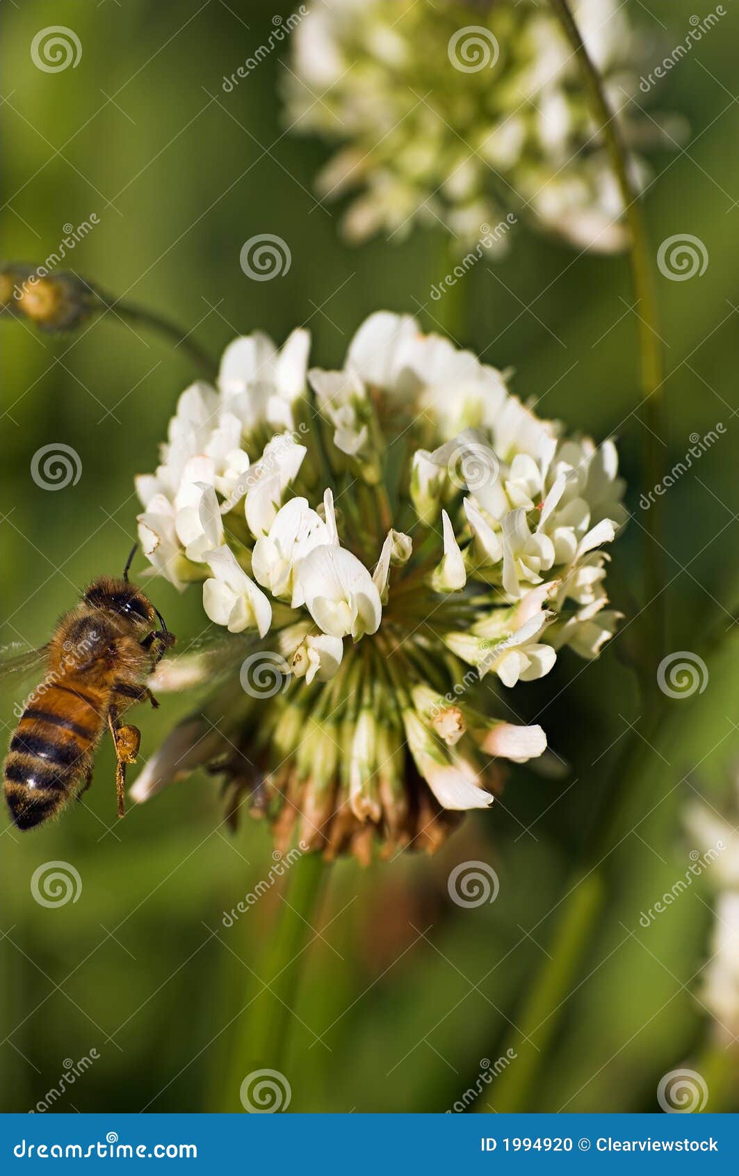 Single Bee on Clover Flower Stock Photo - Image of land, landing: 1994920