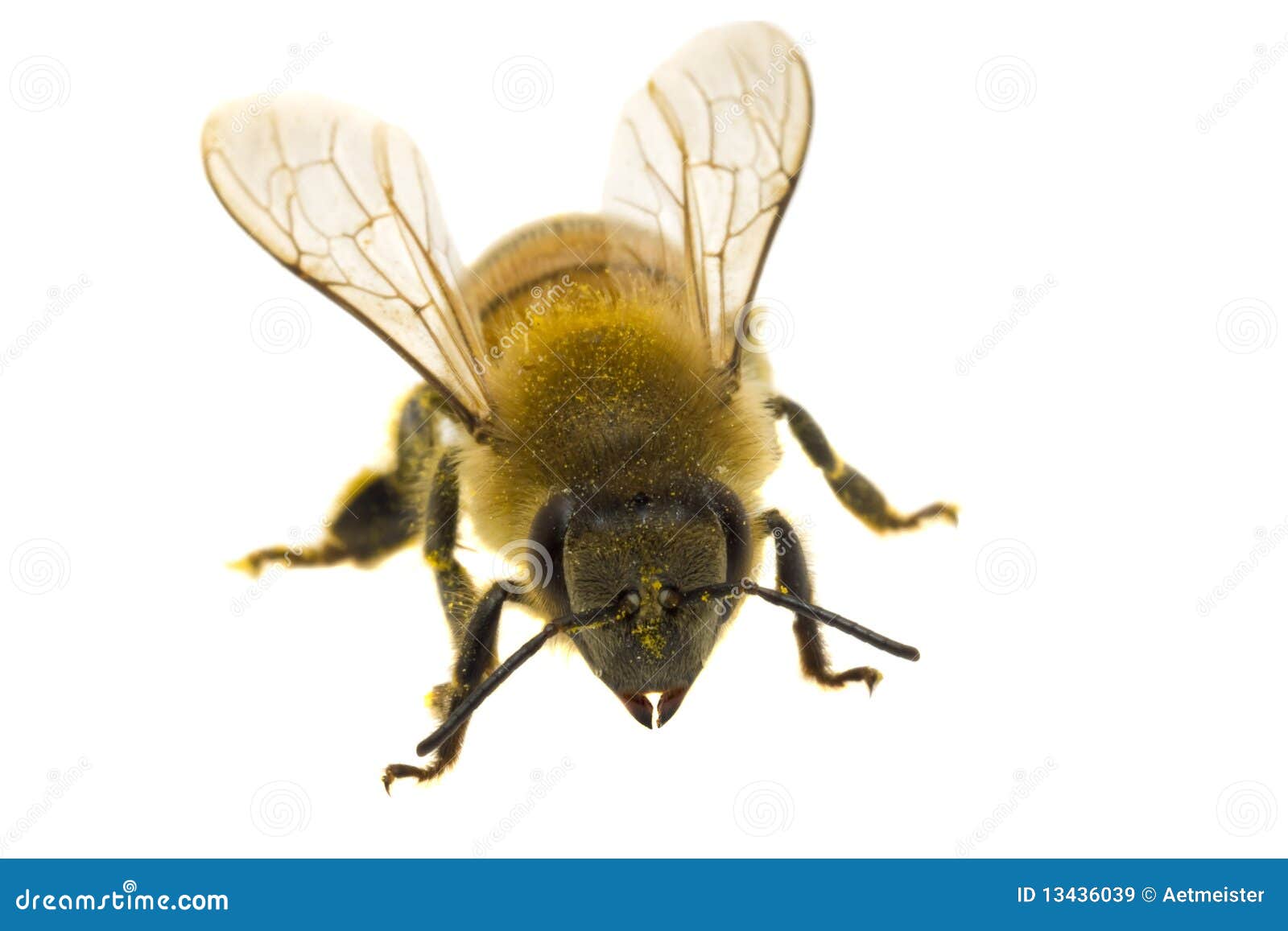 Single Bee Isolated on White Stock Image - Image of nature, brown: 13436039