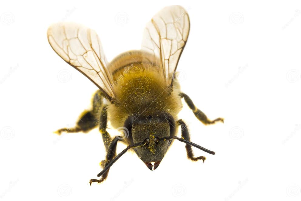 Single Bee Isolated on White Stock Image - Image of nature, brown: 13436039