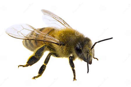 Single Bee Isolated on White Stock Photo - Image of sweet, golden: 13436124