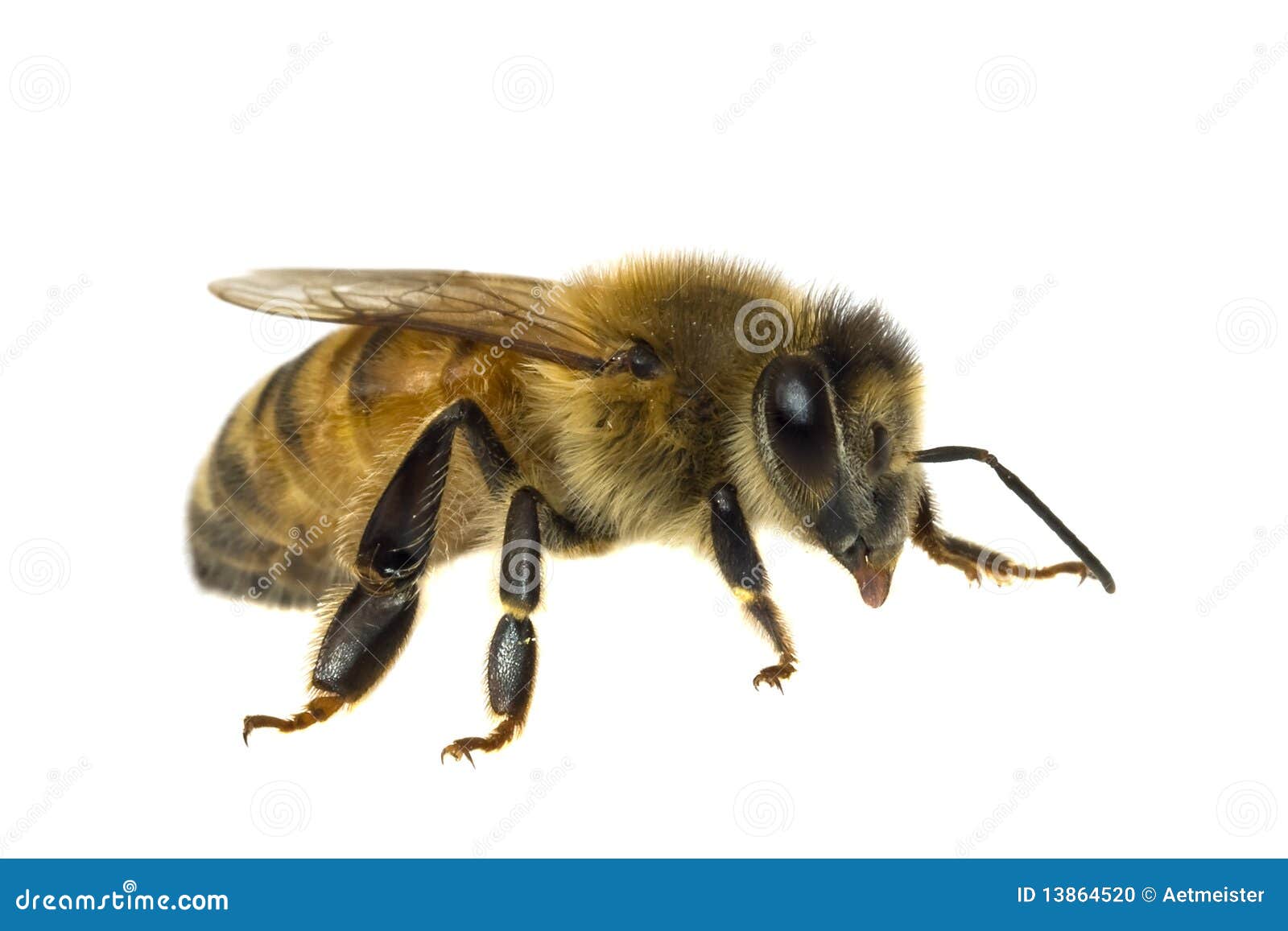Single Bee Isolated on White Stock Photo - Image of feeler, detailed ...