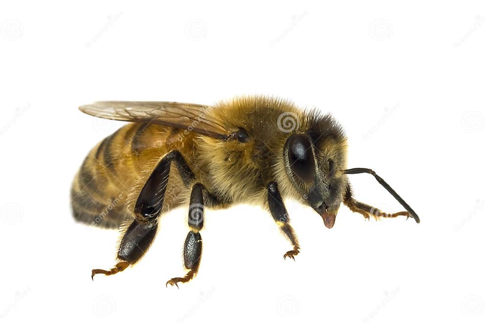Single Bee Isolated on White Stock Photo - Image of feeler, detailed ...