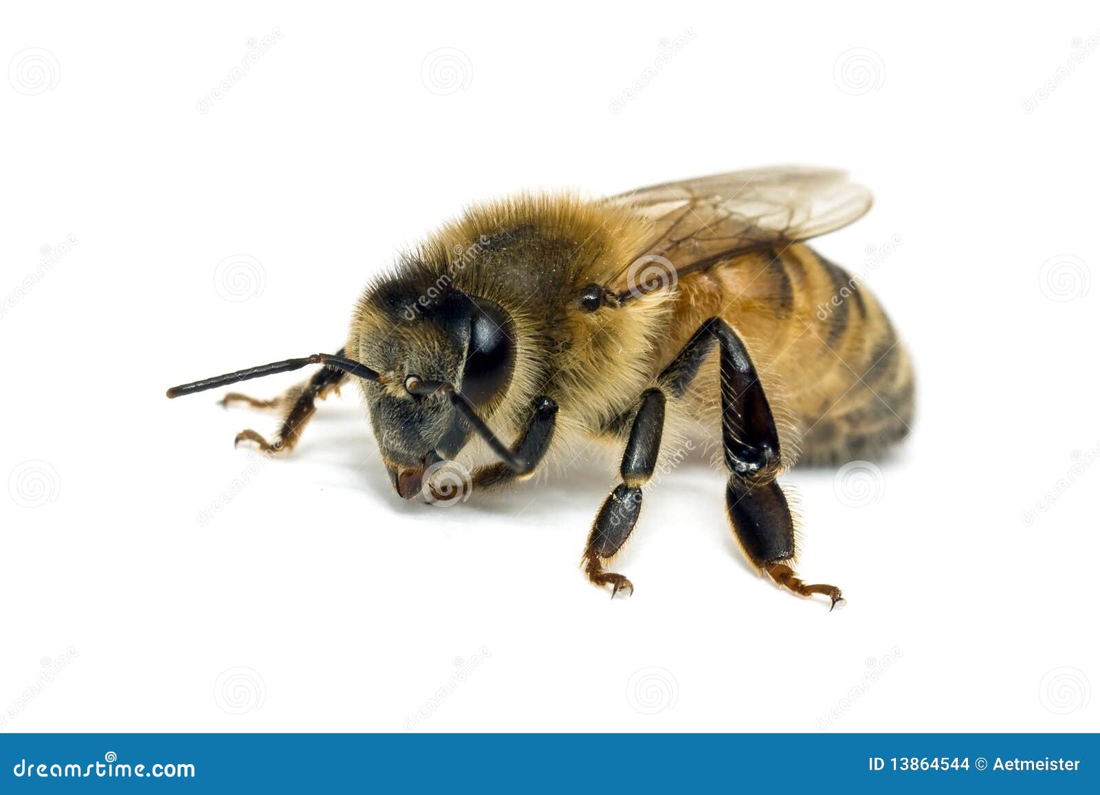 Single Bee Isolated on White Stock Photo - Image of beekeeping, head ...