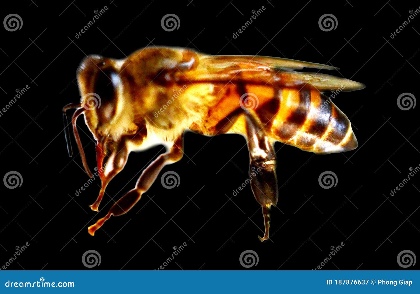Single Bee Isolated on White. Stock Image - Image of magnification ...