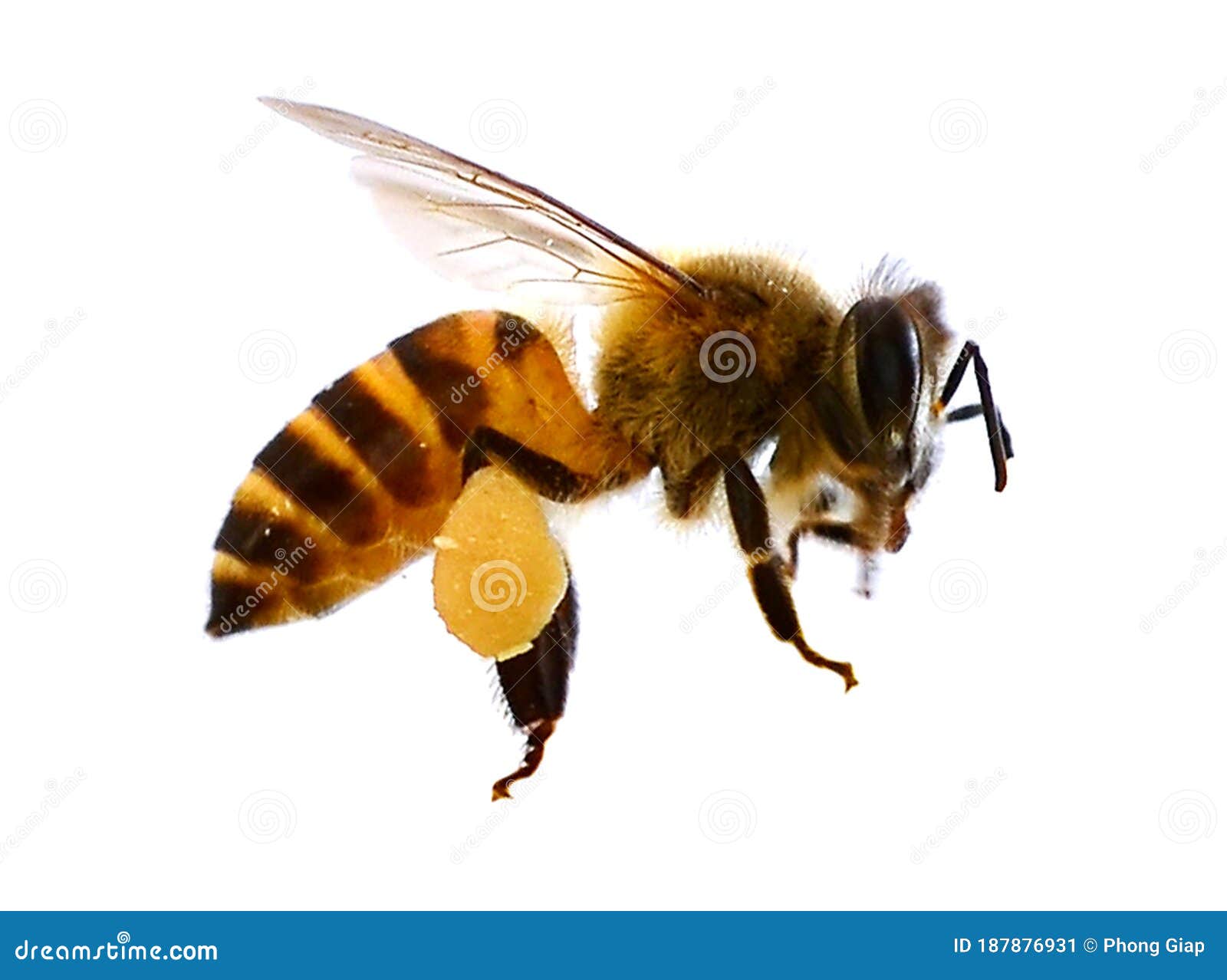 Single Bee Isolated on White. Stock Image - Image of feeler, body ...
