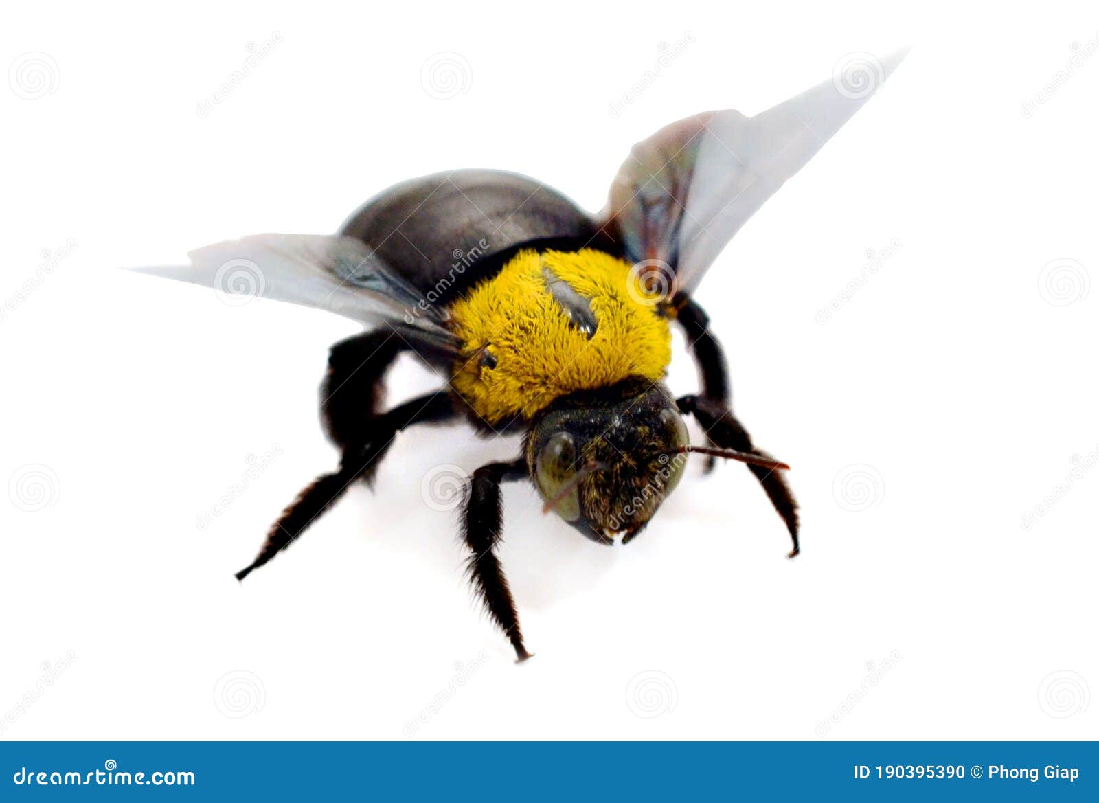 Single Bee Isolated on White. Stock Photo - Image of closeup, close ...