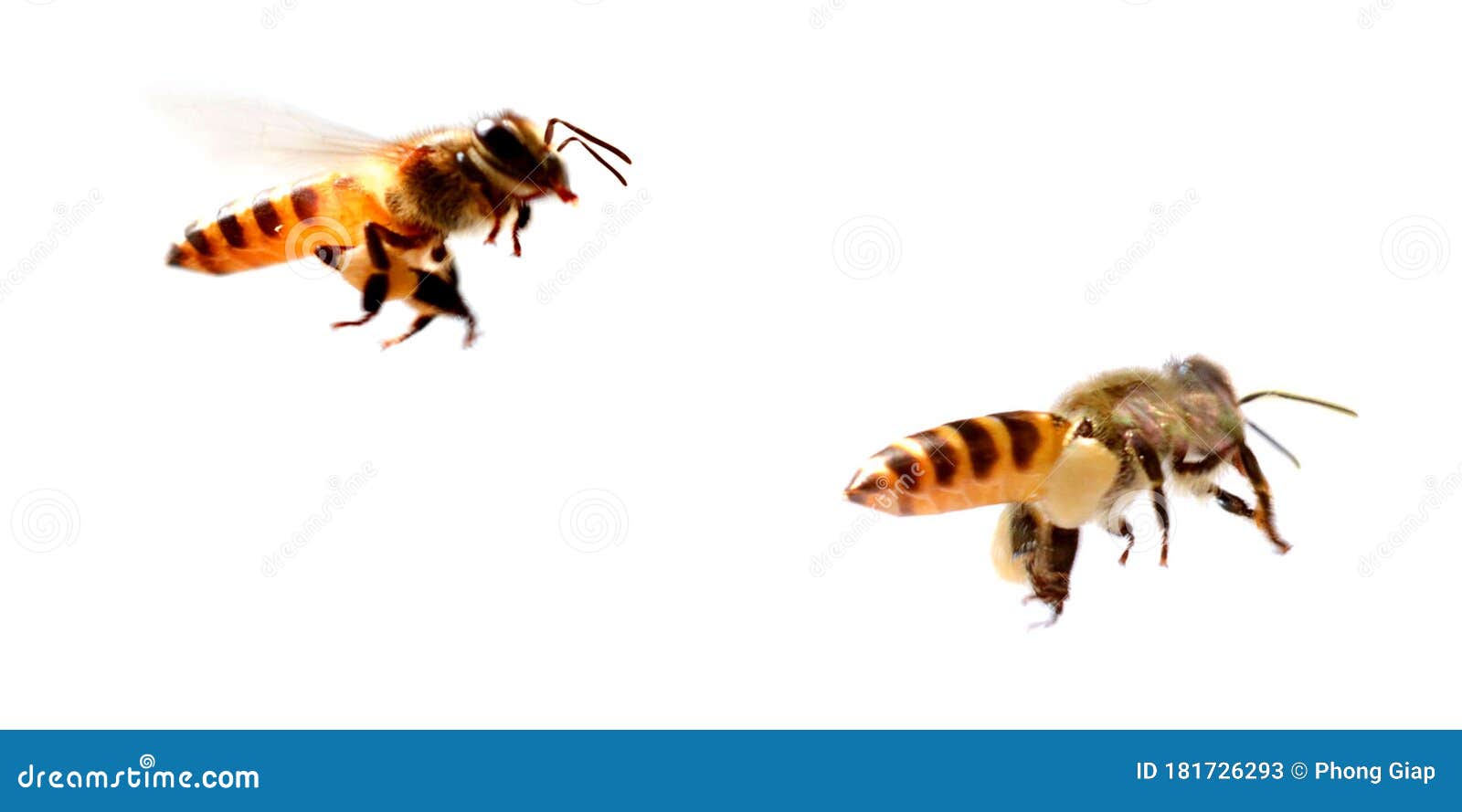 Single Bee Isolated on White. Sucking, Golden. Stock Image - Image of ...