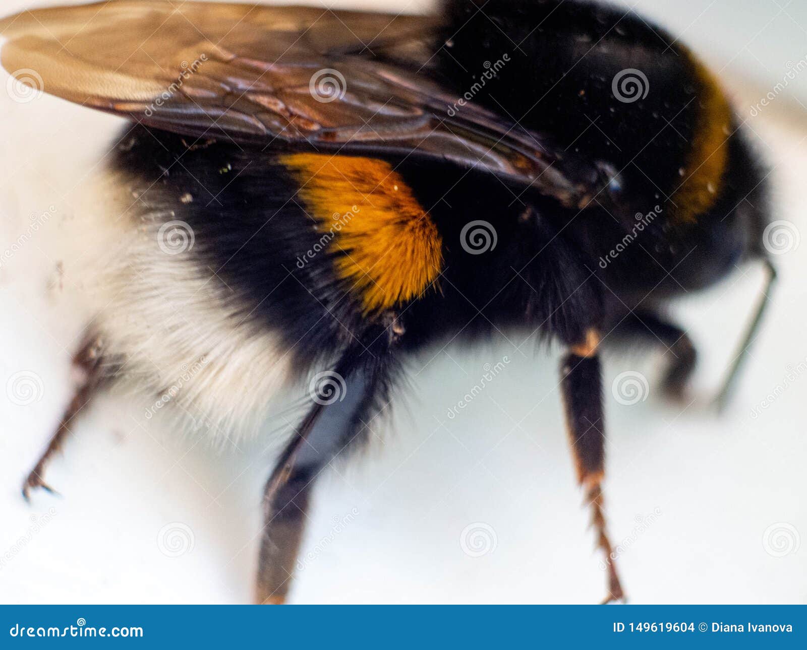 Single Bee Pictured from Above, Macro, Selective Focus Stock Photo ...