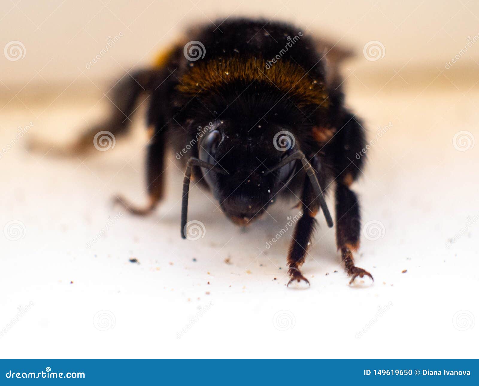 Single Bee Pictured from Above, Macro, Selective Focus Stock Photo ...