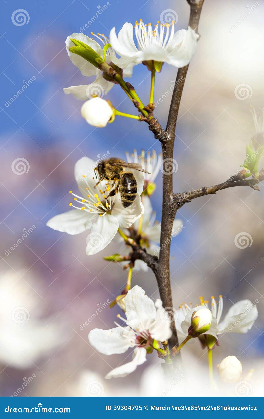Single Bee on a Plum Tree Flower Stock Image - Image of nature, tree ...
