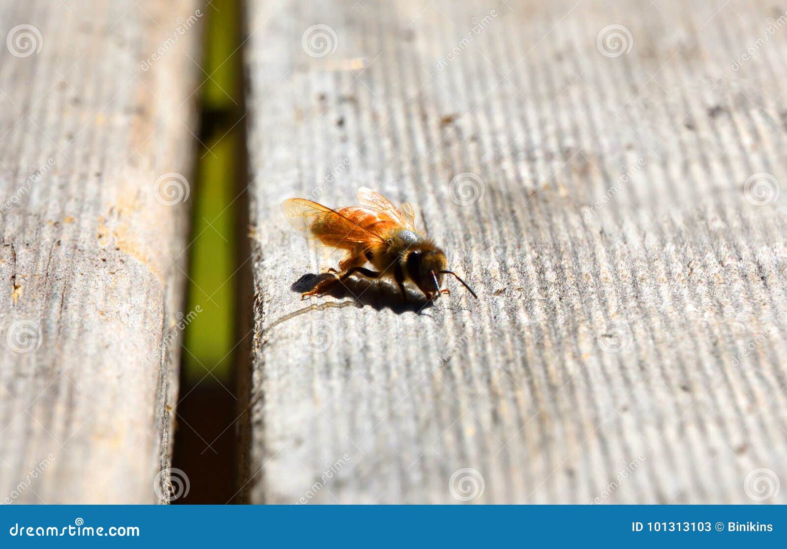 Bee on Table stock image. Image of pollination, close - 101313103