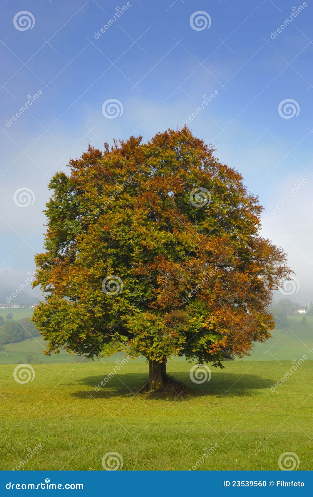 Single beech tree stock photo. Image of october, environment - 23539560