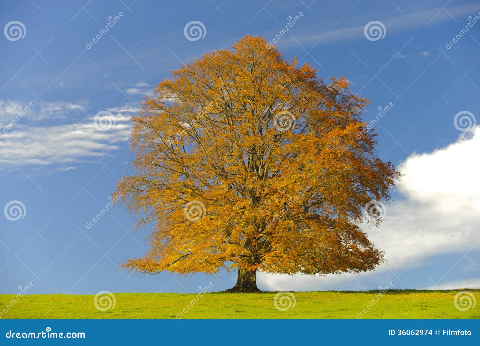 Single beech tree at fall stock photo. Image of grass - 36062974