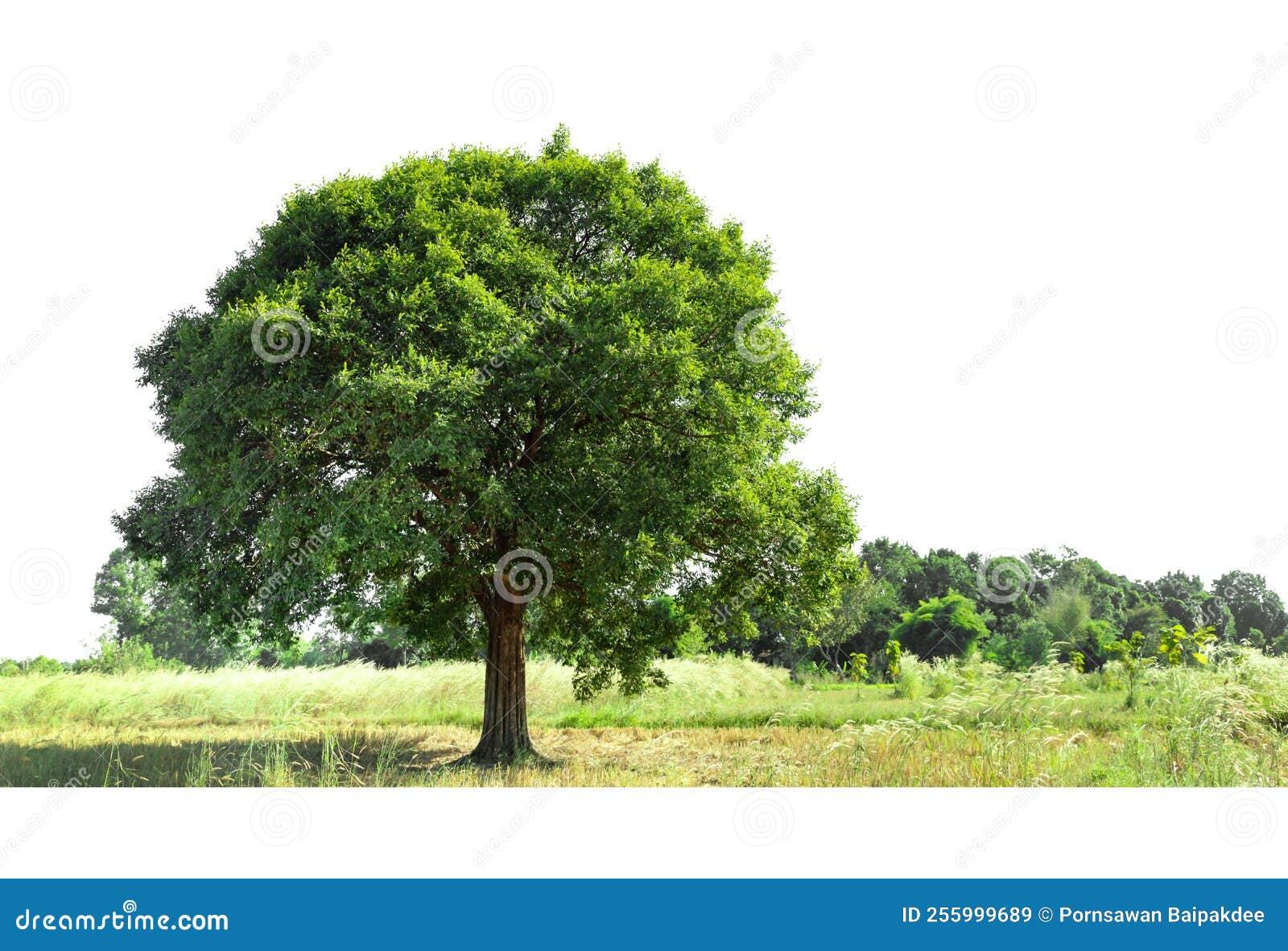 Single Beech Tree in Summer, Stock Image - Image of grass, leafy: 255999689