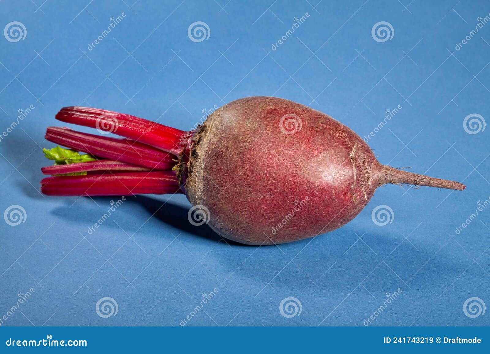 Single beetroot on blue stock image. Image of stem, fresh - 241743219
