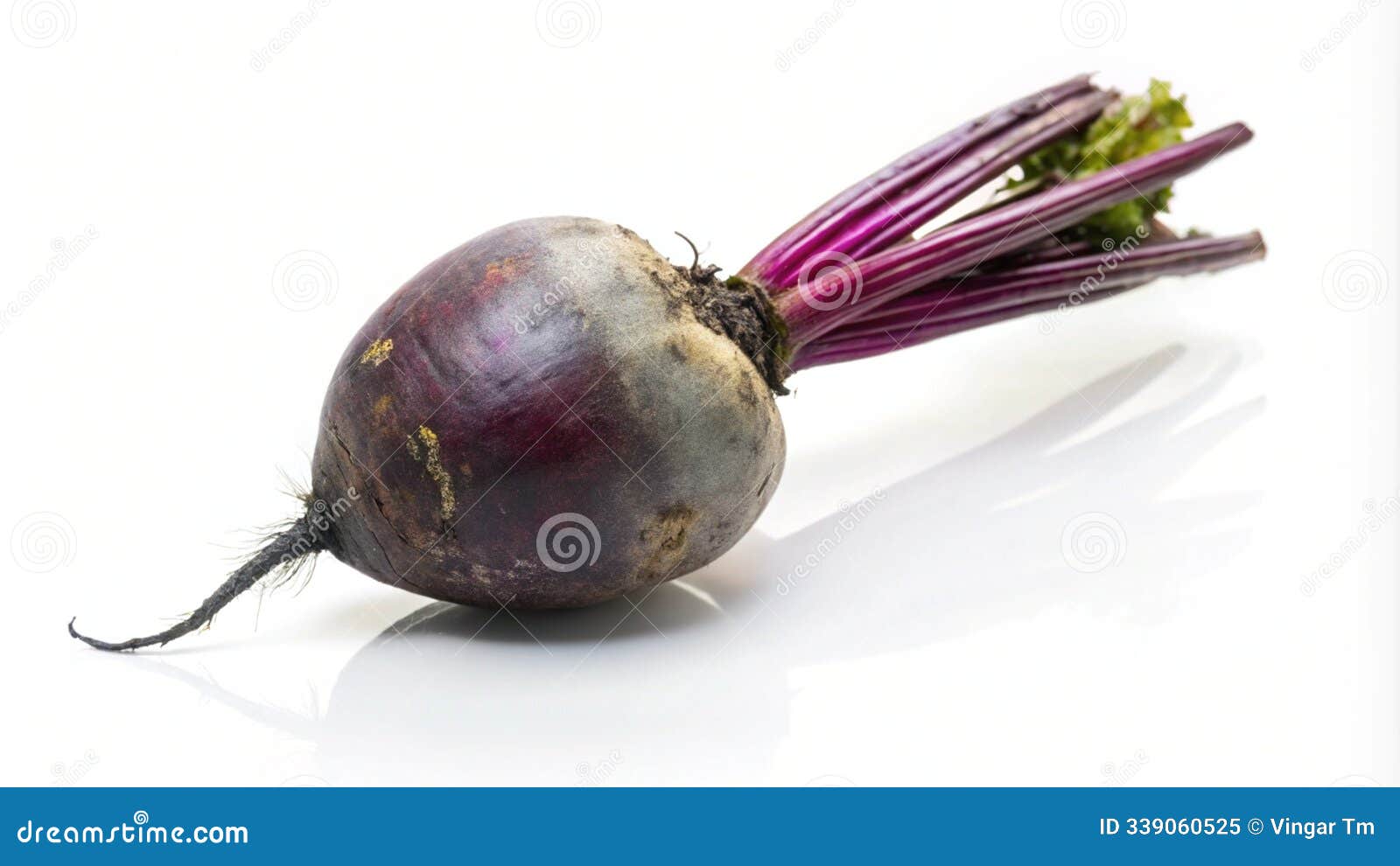 A Single Beetroot with Green Leaves and a Long Tail Isolated on a White ...