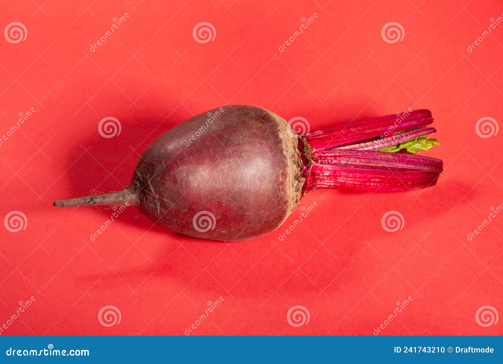 Single beetroot on red stock photo. Image of studio - 241743210