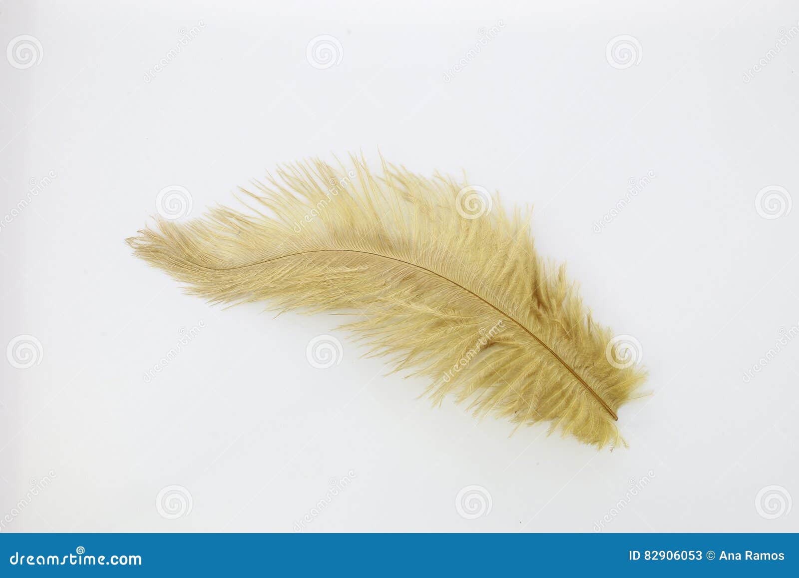 Single beige feather stock image. Image of pheasant, chicken - 82906053