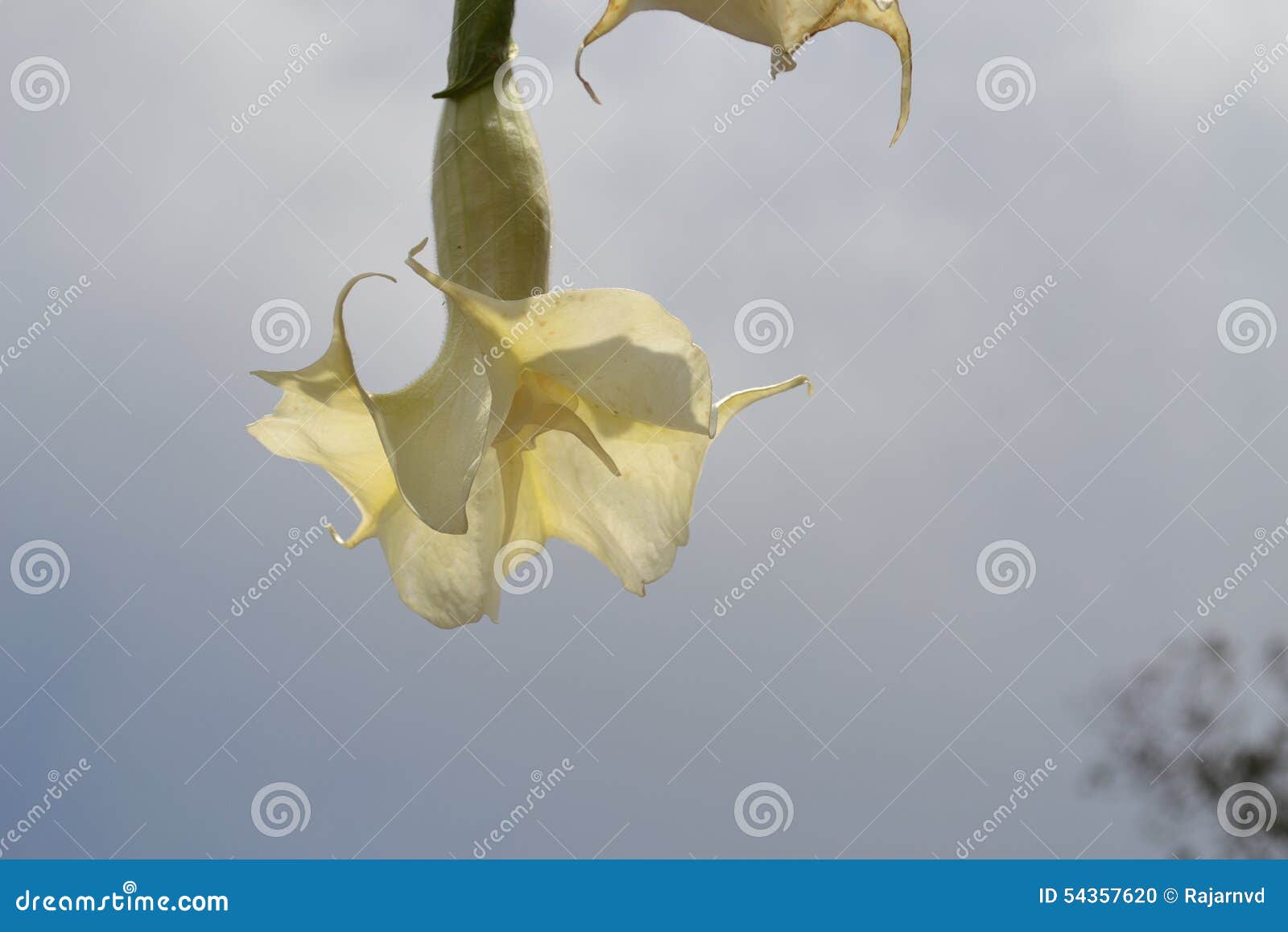 Single Bell Flower Sky Background Stock Photo - Image of bell, shine ...