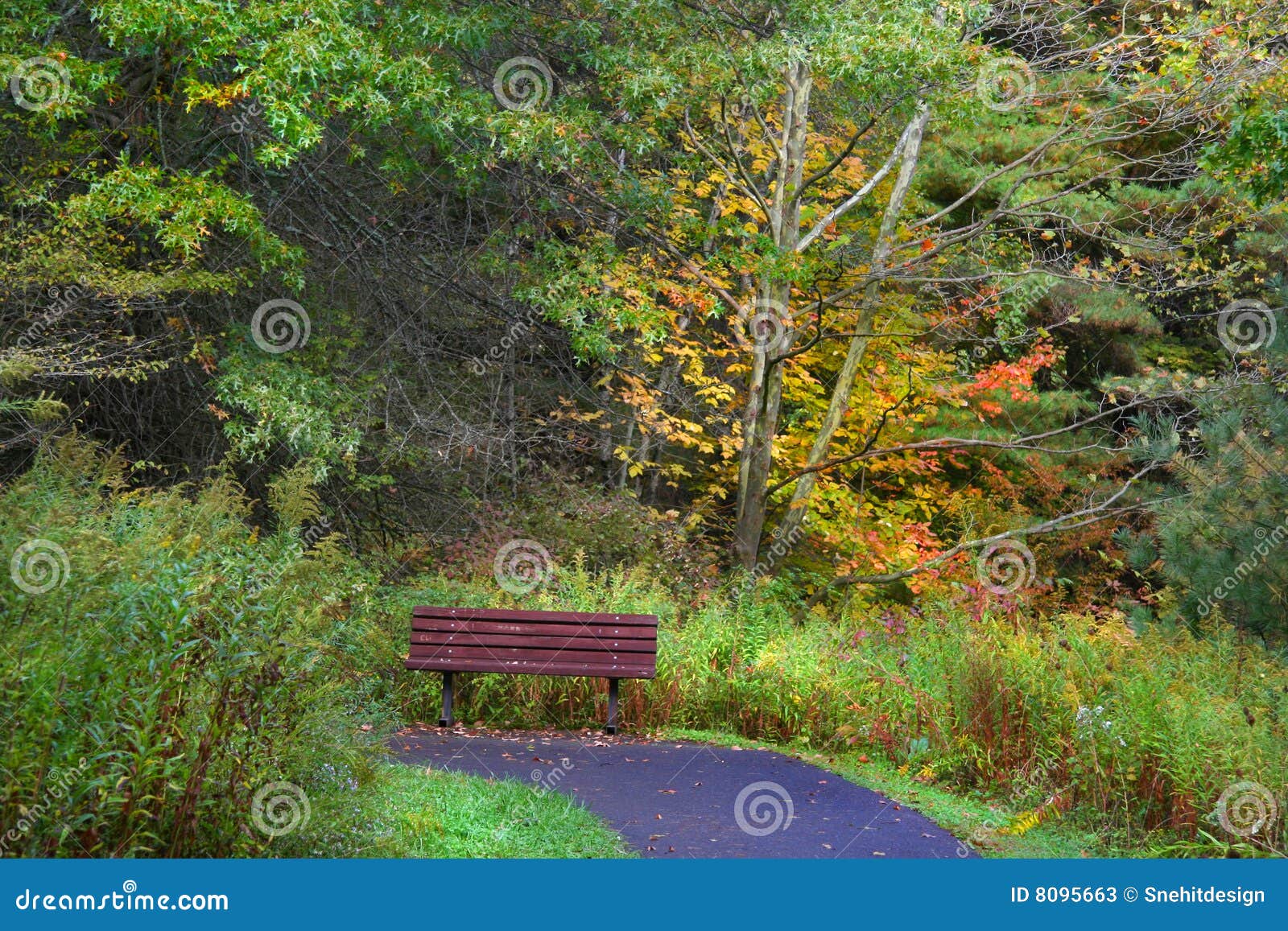 Single Bench in the Forest stock image. Image of leafs - 8095663