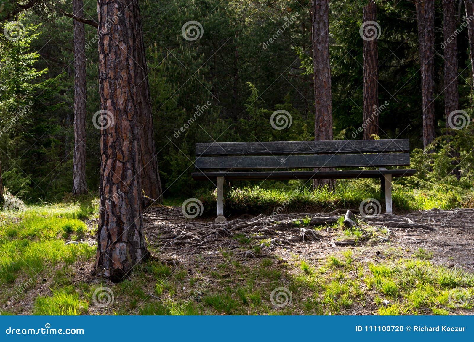 Single Bench in Pine Forest Stock Photo - Image of forest, sunshine ...