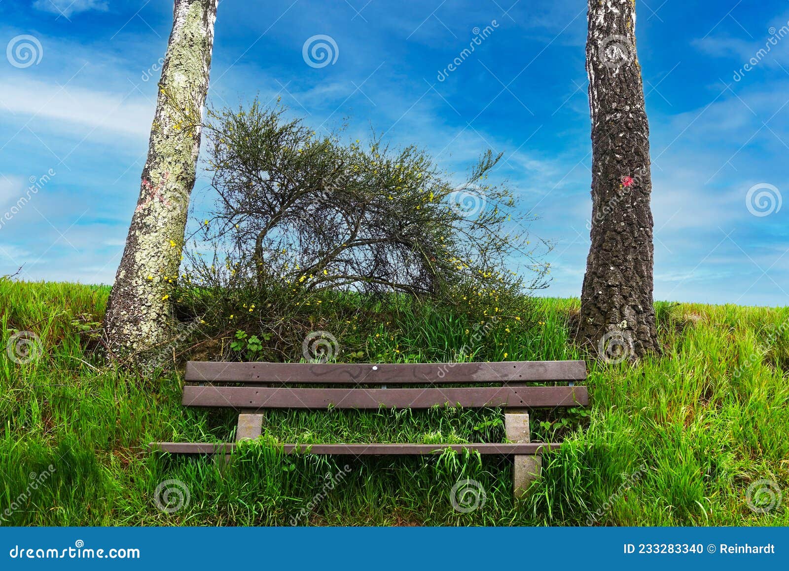 Single Bench, Green Meadow, Birch Trees, Blue Sky Stock Photo - Image ...