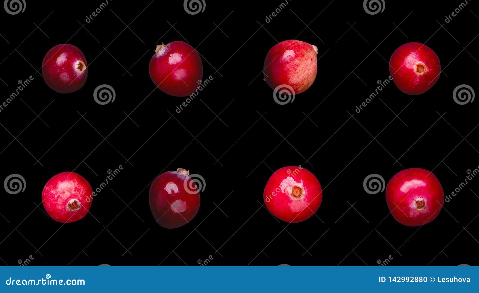 Single berries lingonberry stock photo. Image of clipping - 142992880