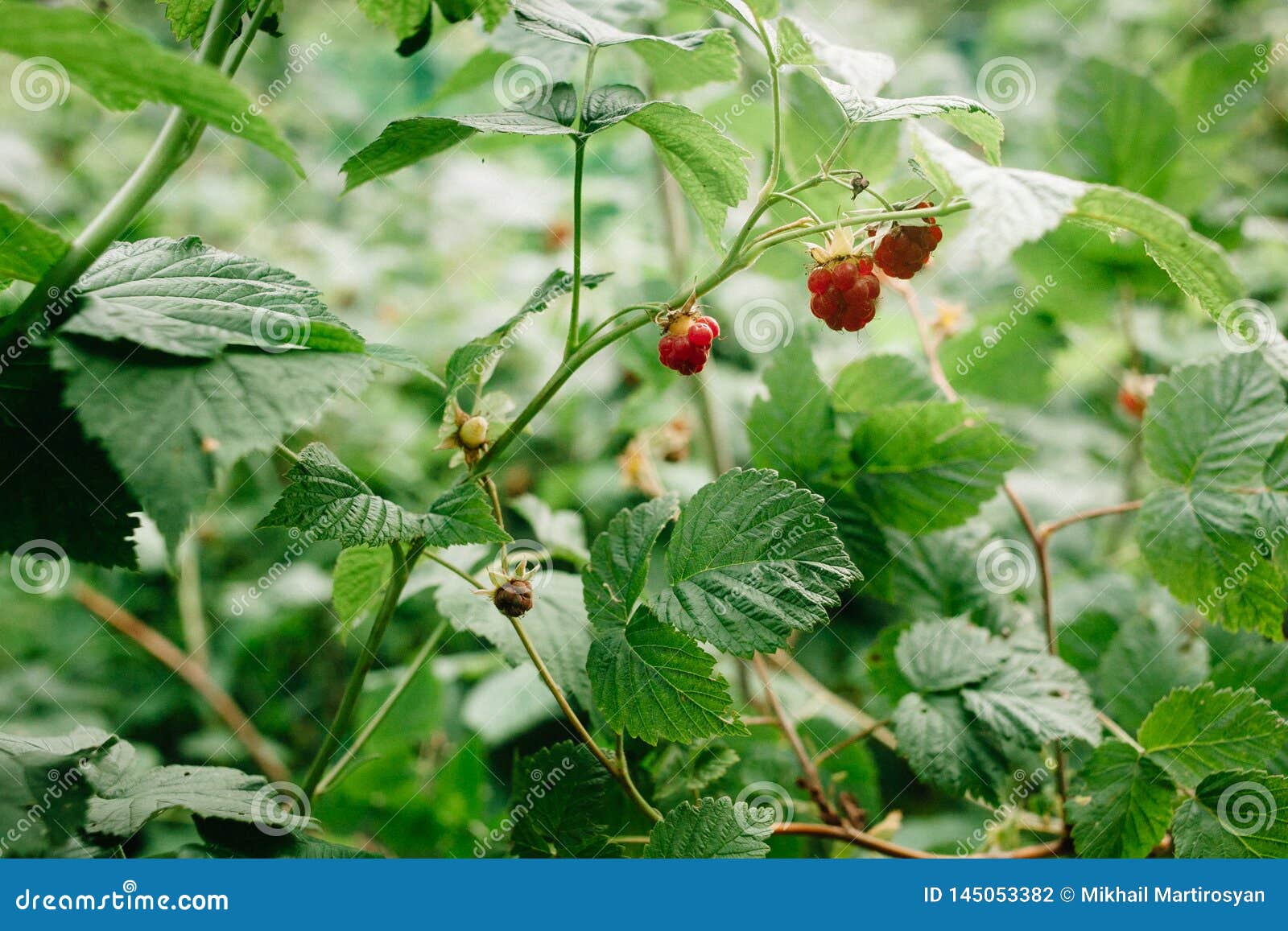A Berry on a Raspberry Bush Stock Photo - Image of country, vertical ...