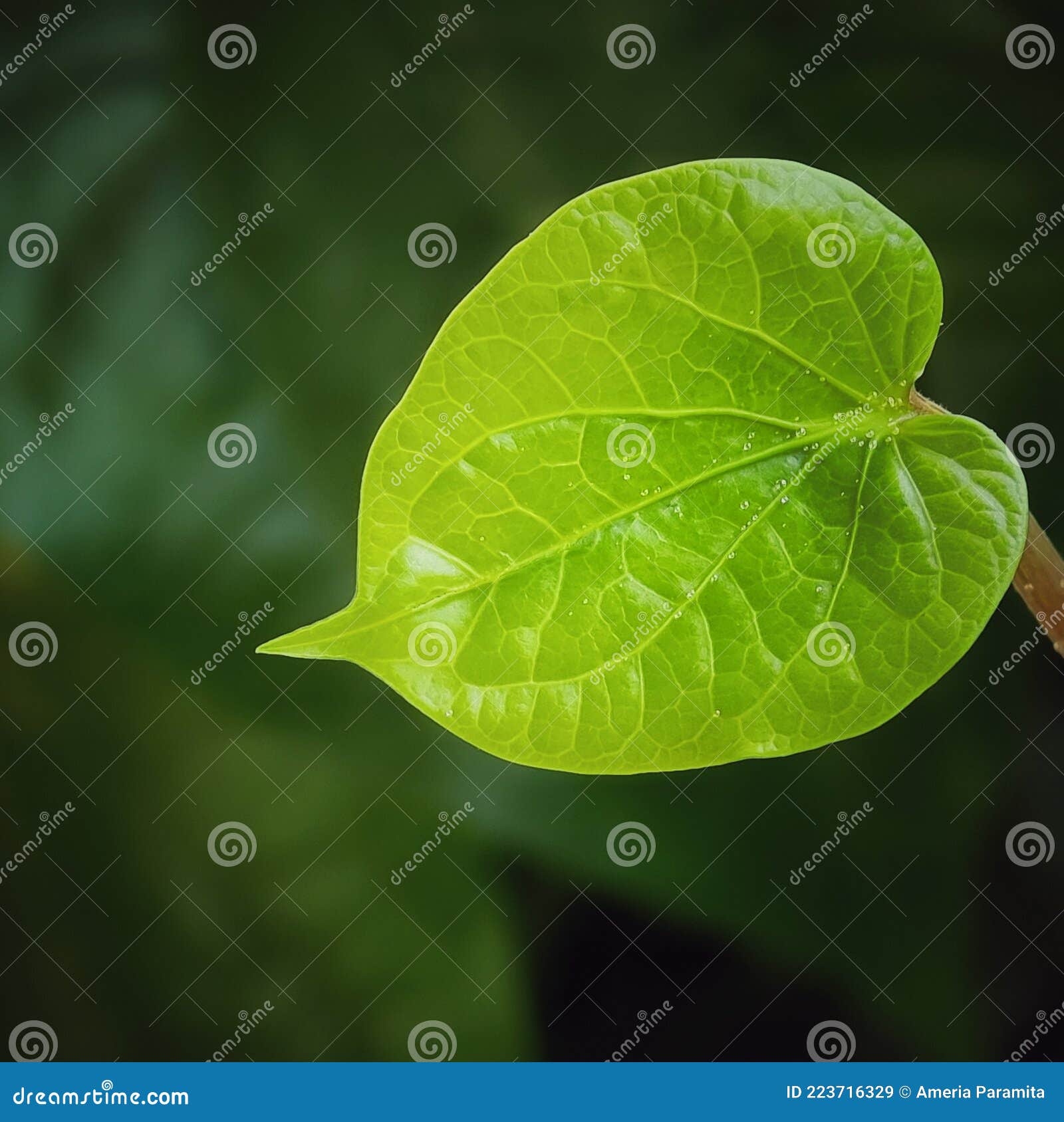 Single Betel Leaf in the Morning Stock Image - Image of morning, tree ...