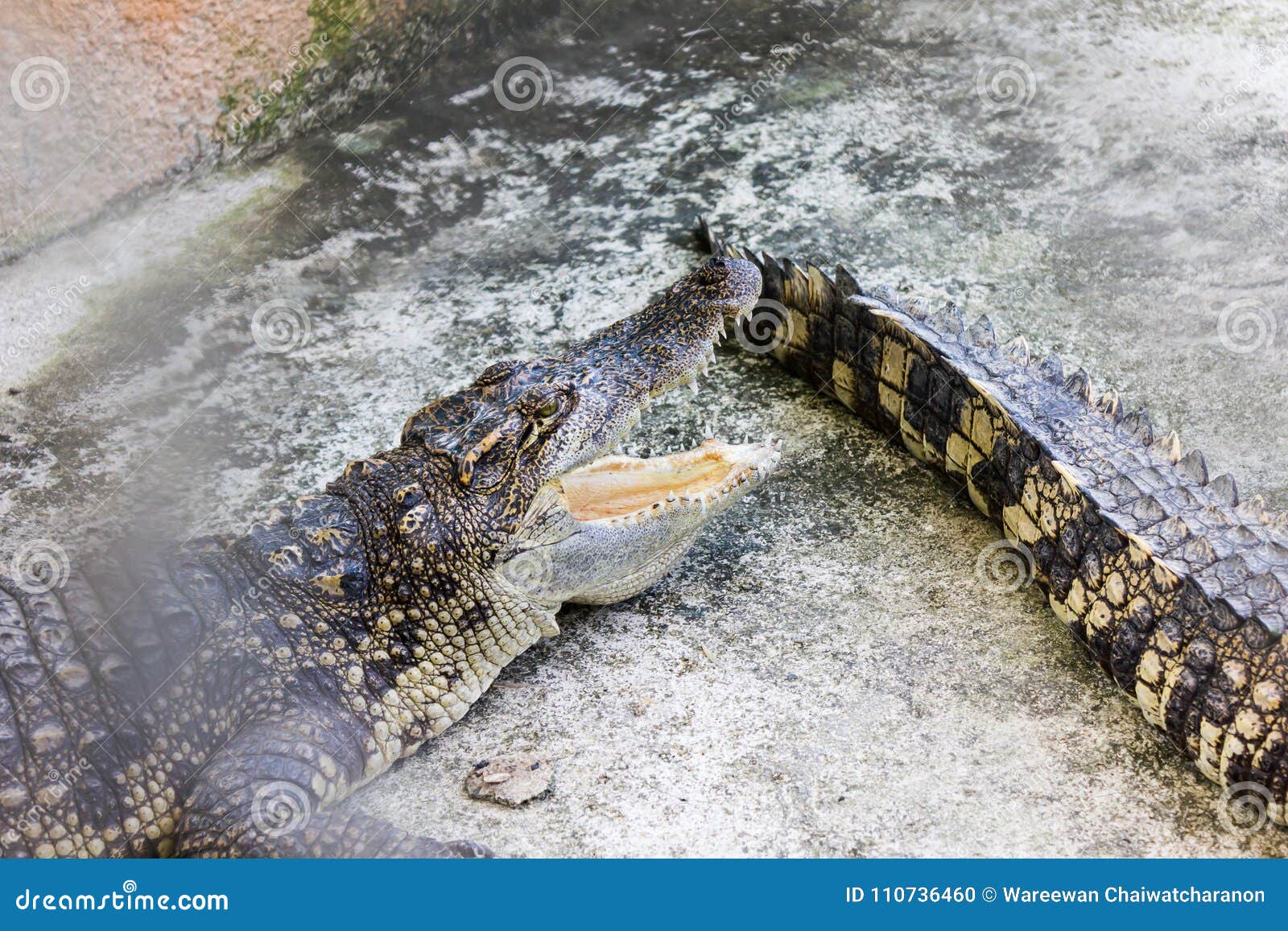 Single Big Aligator on the Floor Stock Photo - Image of sharp, wild ...