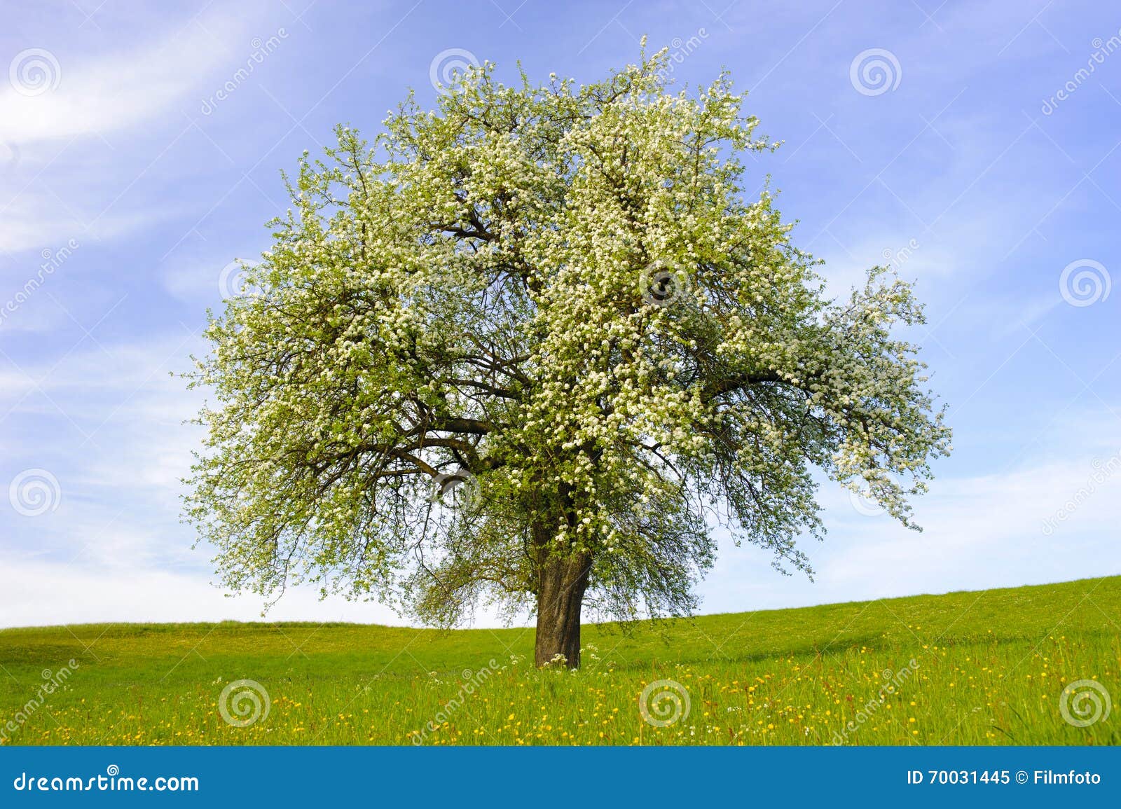 Single big apple tree stock image. Image of beauty, flowers - 70031445