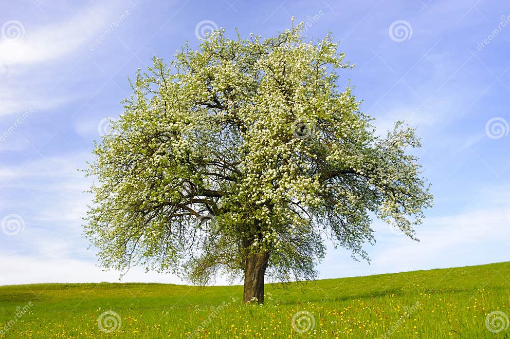 Single big apple tree stock image. Image of beauty, flowers - 70031445
